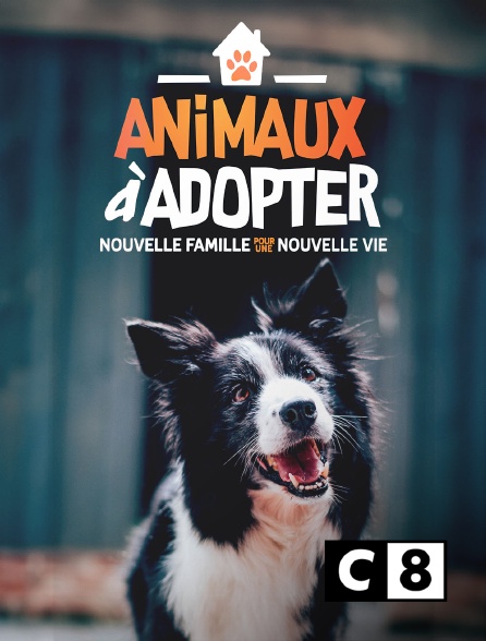 Animaux à adopter : nouvelle famille pour une nouvelle vie en streaming gratuit sur C8