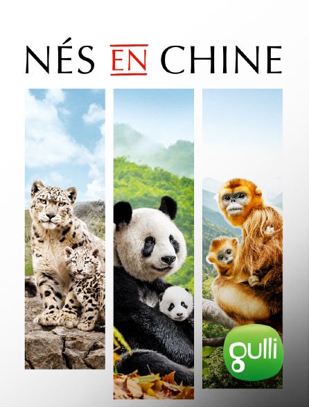 Nés en Chine en Streaming sur Gulli - Molotov.tv