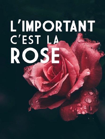 L'important, c'est la rose en Streaming - Molotov.tv