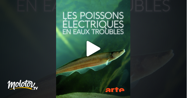 Les poissons électriques en eaux troubles en streaming gratuit sur Arte
