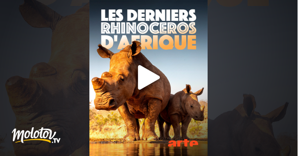 Les derniers rhinocéros d'Afrique en streaming gratuit sur Arte