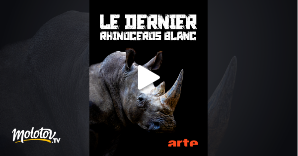 Le dernier rhinocéros blanc en streaming gratuit sur Arte