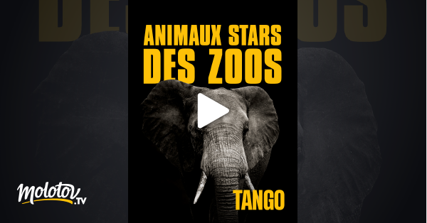 Animaux stars des zoos en streaming sur Tango