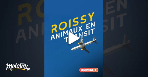 Roissy, animaux en transit en streaming sur Animaux