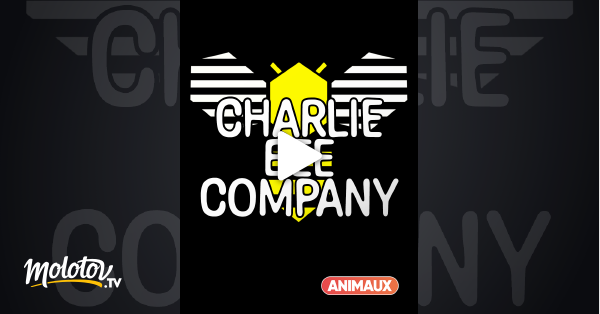 Charlie Bee Company en streaming sur Animaux