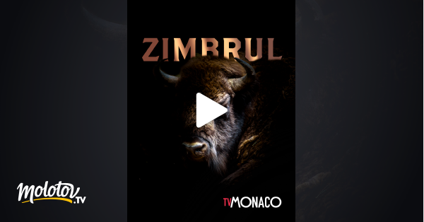 Zimbrul en streaming sur TV Monaco
